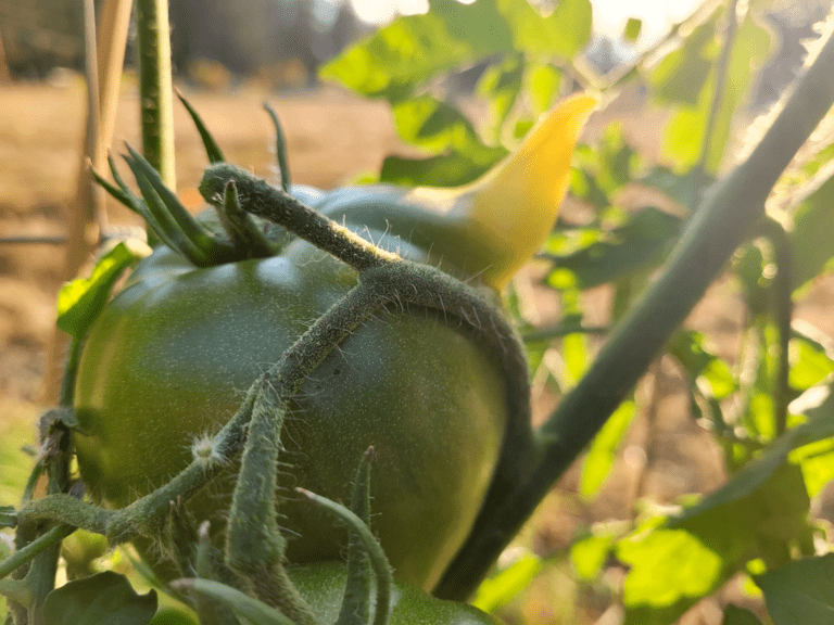 54 Luscious Tomatoes for 2024: Not an easy choice - eatinscanada.com