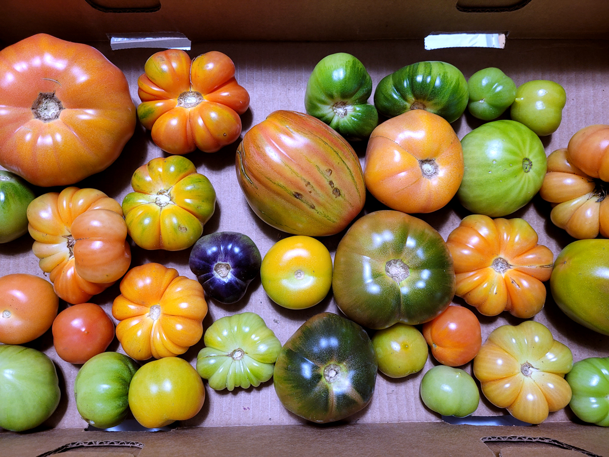 Tomatoes Review: 21 varieties for 2023 - eatinscanada.com