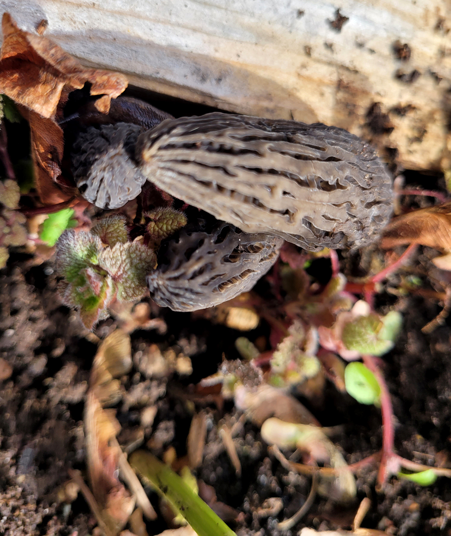 Morel mushrooms: Cultivation of upstanding morels - eatinscanada.com